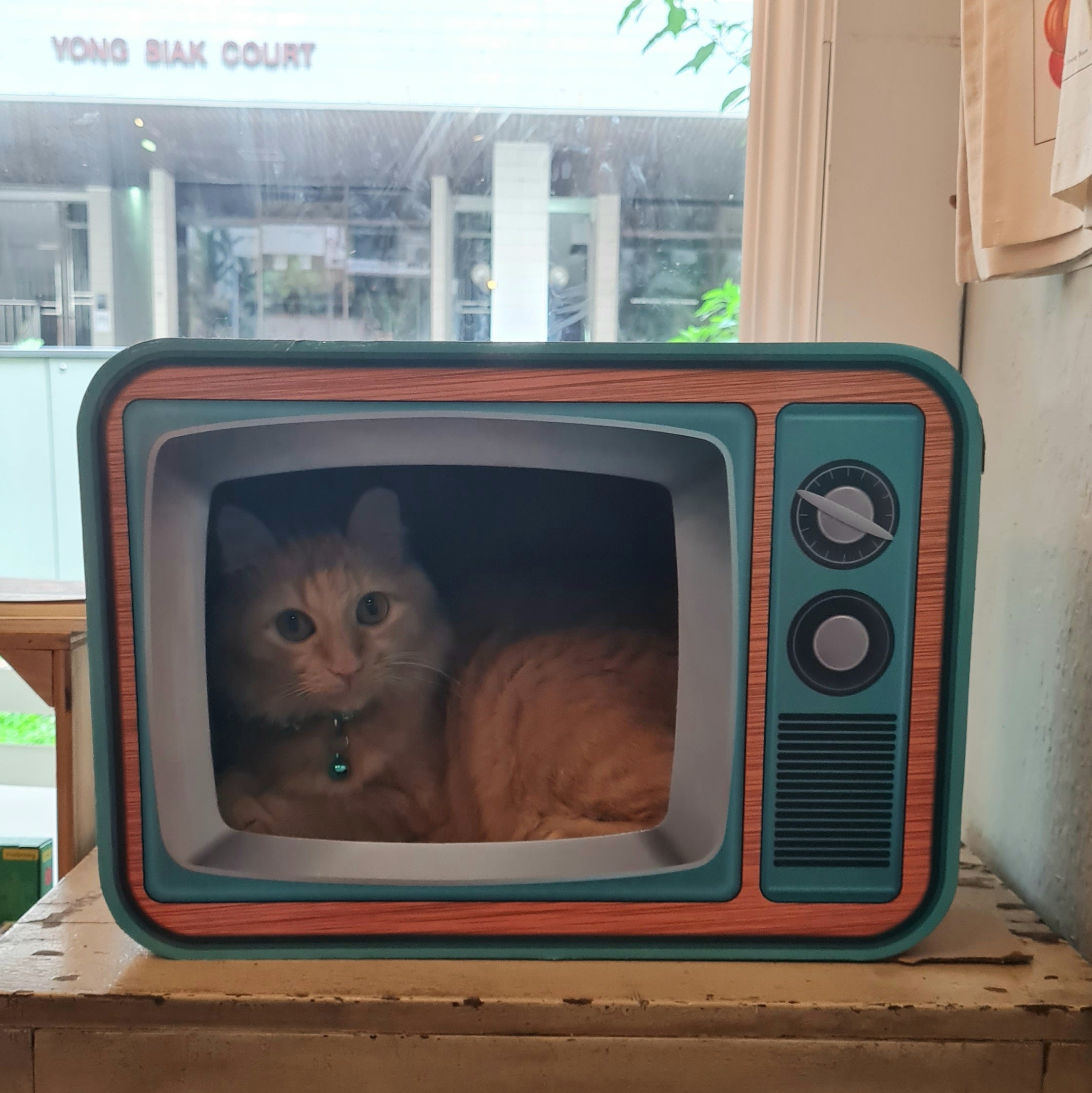For Cat use – Cat Socrates Online